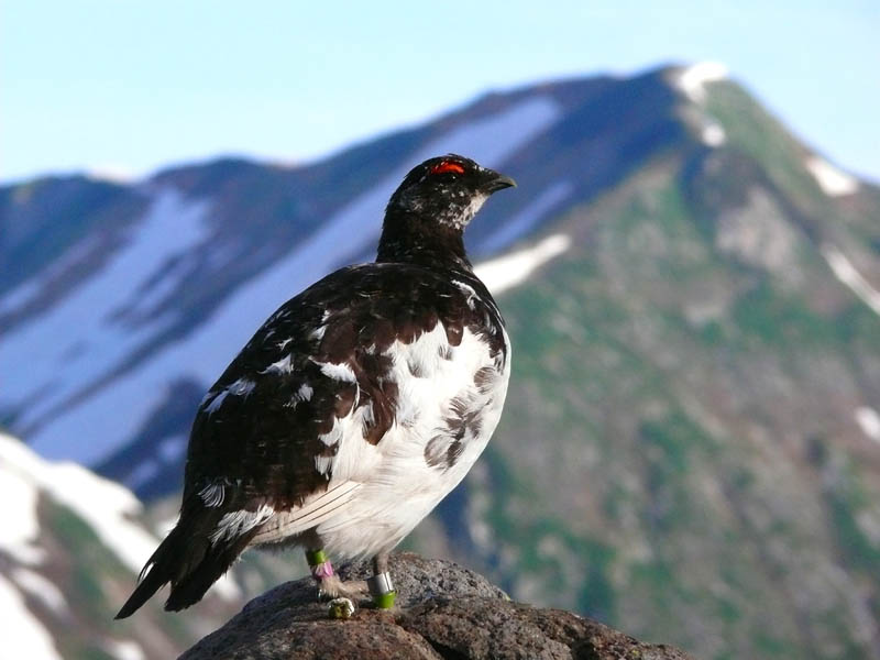ptarmigan