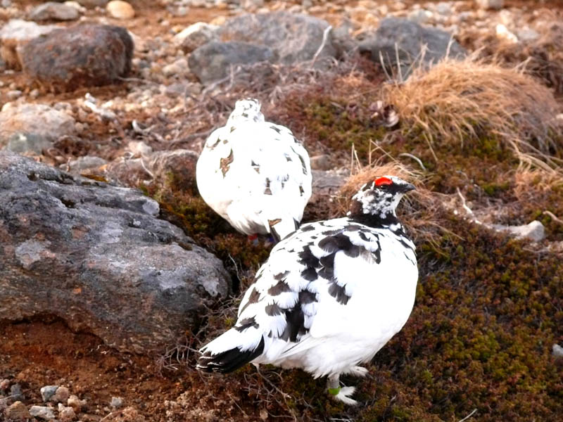 ptarmigan